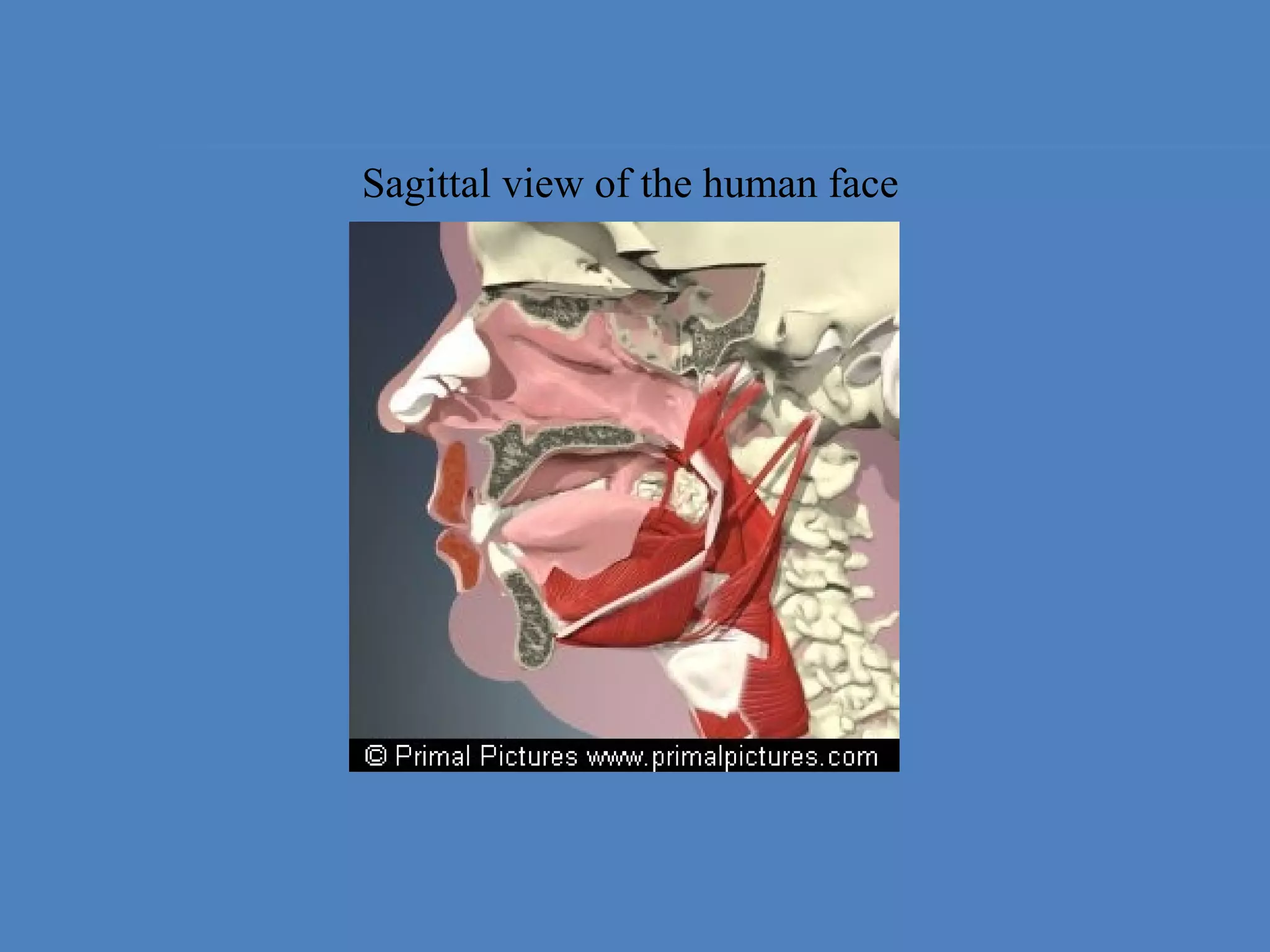 Anatomical Position and Basic Movements | PPT