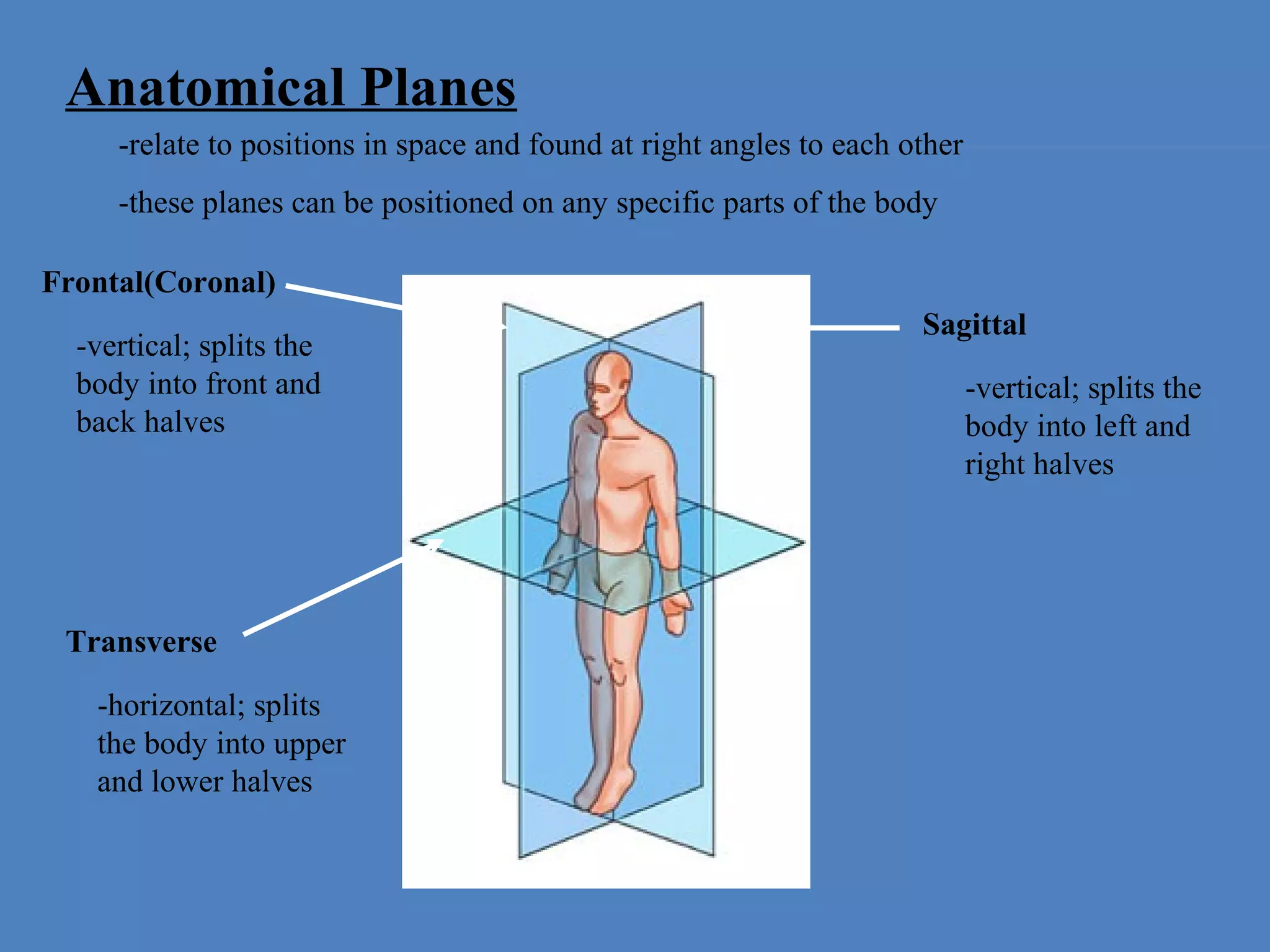 Anatomical Position and Basic Movements | PPT