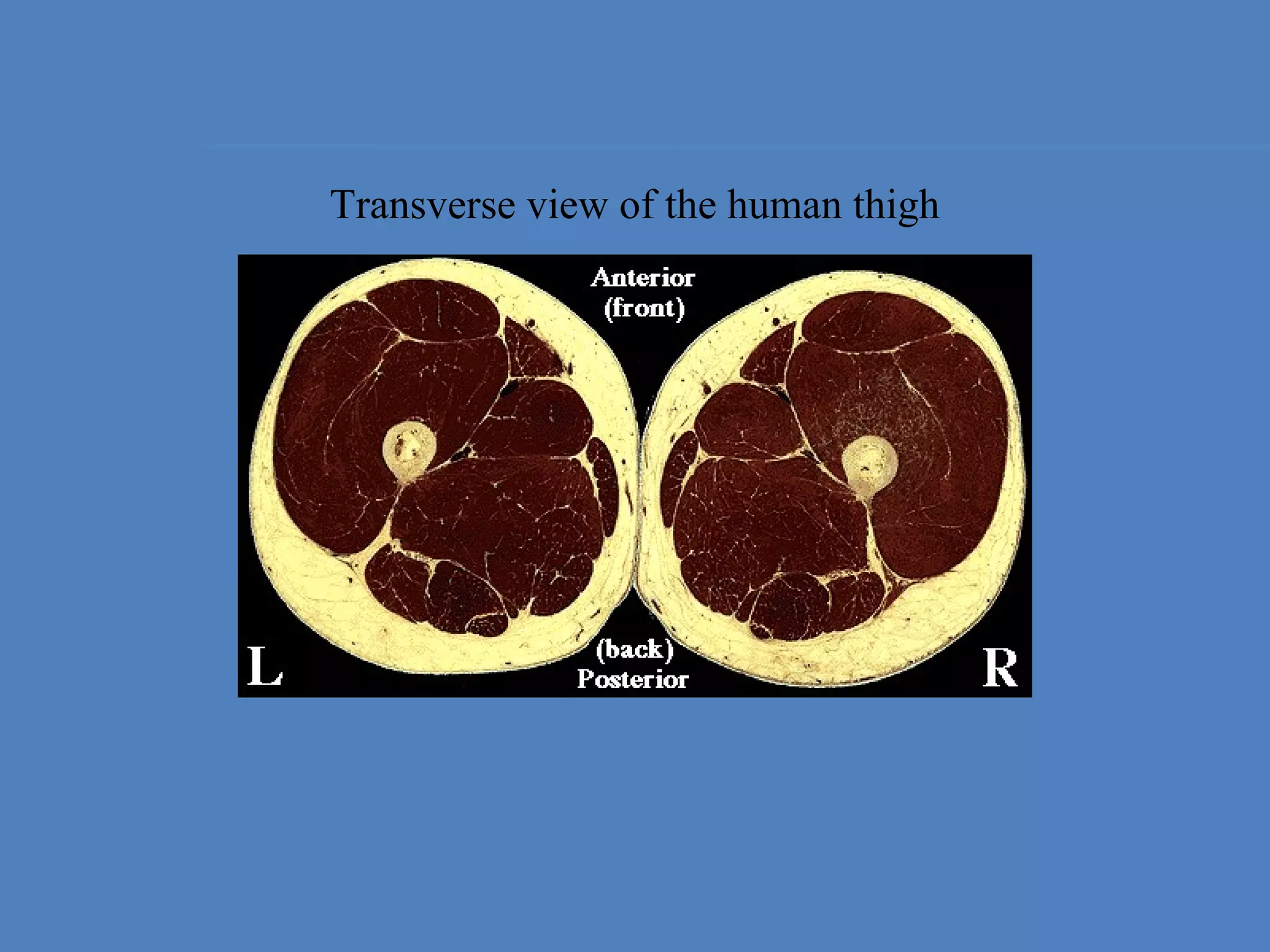 Anatomical Position and Basic Movements | PPT