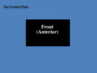 Anatomical Position and Basic Movements | PPT
