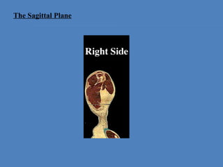 Anatomical Position and Basic Movements | PPT