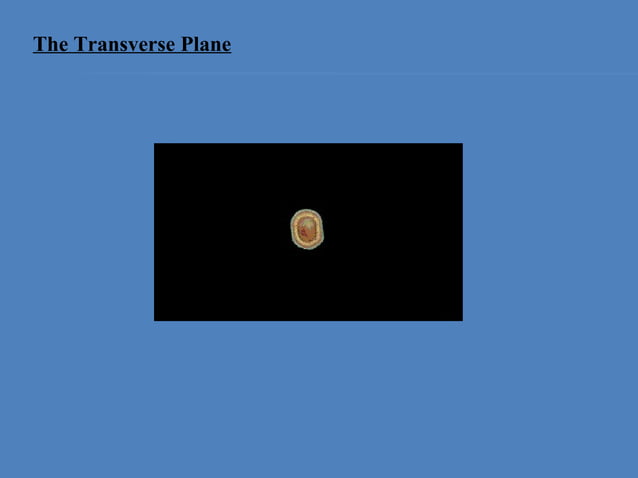 Anatomical Position and Basic Movements | PPT