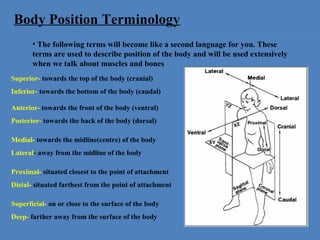 Anatomical Position and Basic Movements | PPT