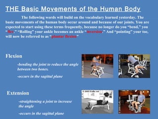 Anatomical Position and Basic Movements | PPT