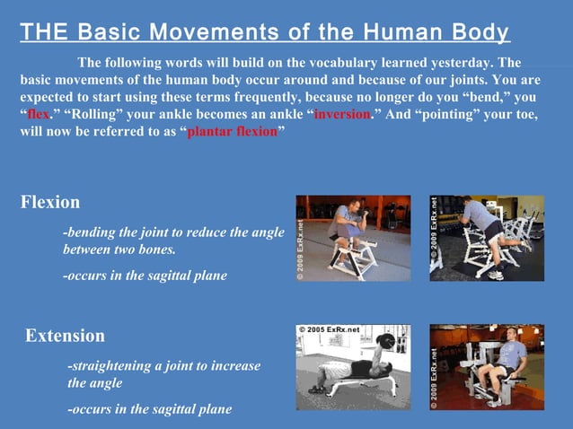 Anatomical Position and Basic Movements | PPT