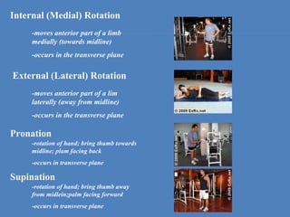 Anatomical Position and Basic Movements | PPT
