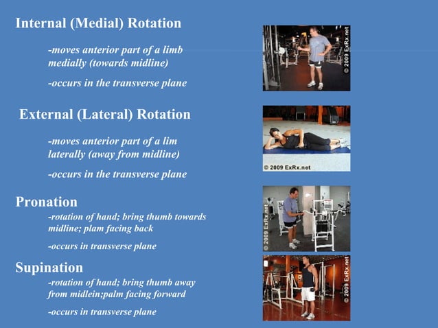 Anatomical Position and Basic Movements | PPT
