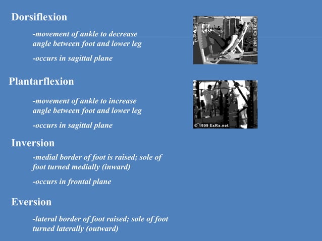Anatomical Position and Basic Movements | PPT