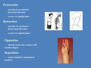 Anatomical Position and Basic Movements | PPT