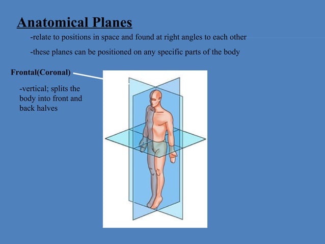 Anatomical Position and Basic Movements | PPT