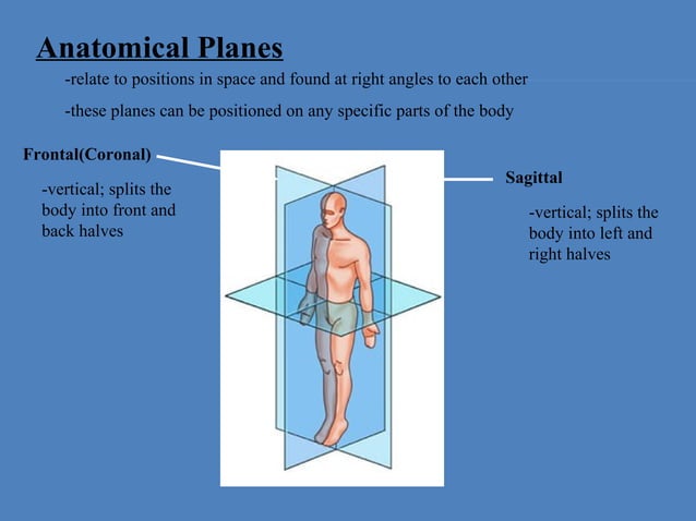 Anatomical Position and Basic Movements | PPT