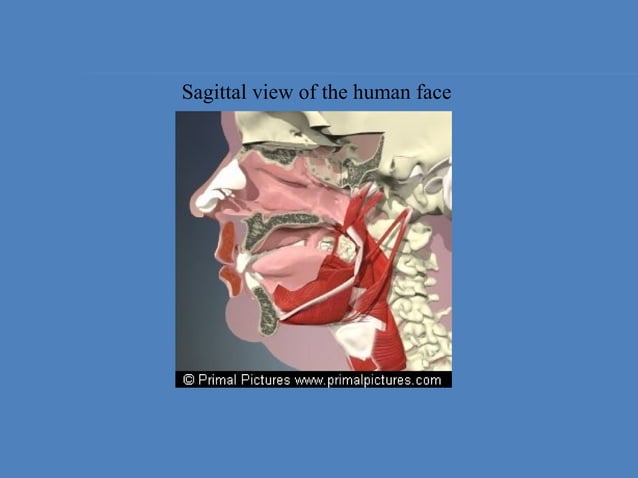 Anatomical Position and Basic Movements | PPT