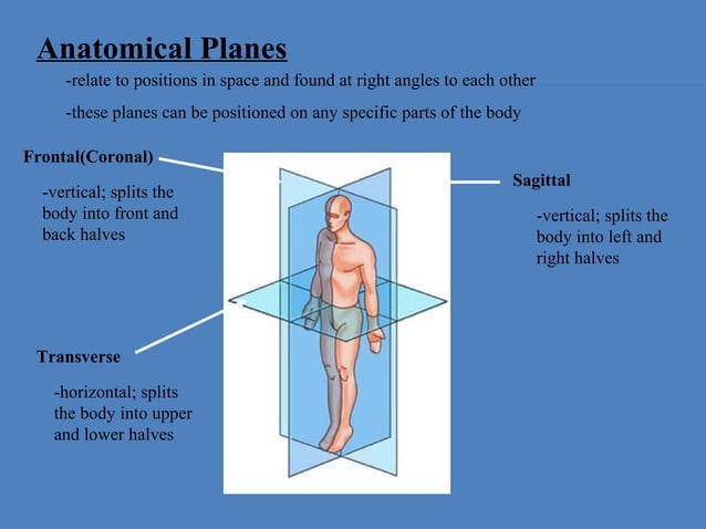 Anatomical Position and Basic Movements | PPT