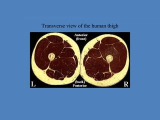 Anatomical Position and Basic Movements | PPT