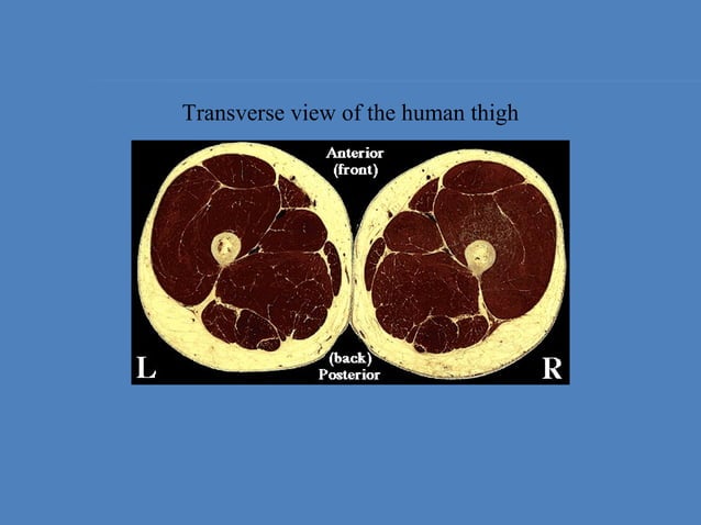 Anatomical Position and Basic Movements | PPT