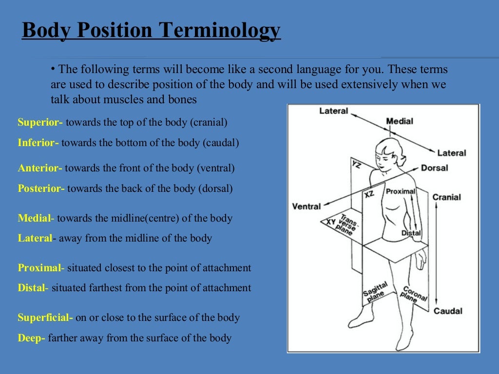 Anatomical Position And Basic Movements Anatomical Position And Basic Movements