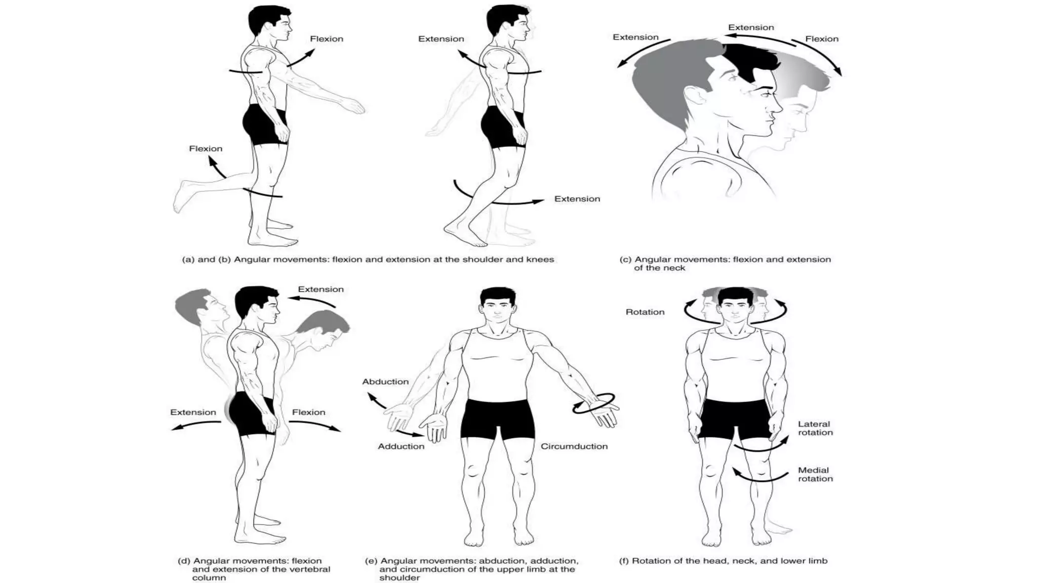 Anatomical position, descriptive and directional terms (Prof.Dalia A ...