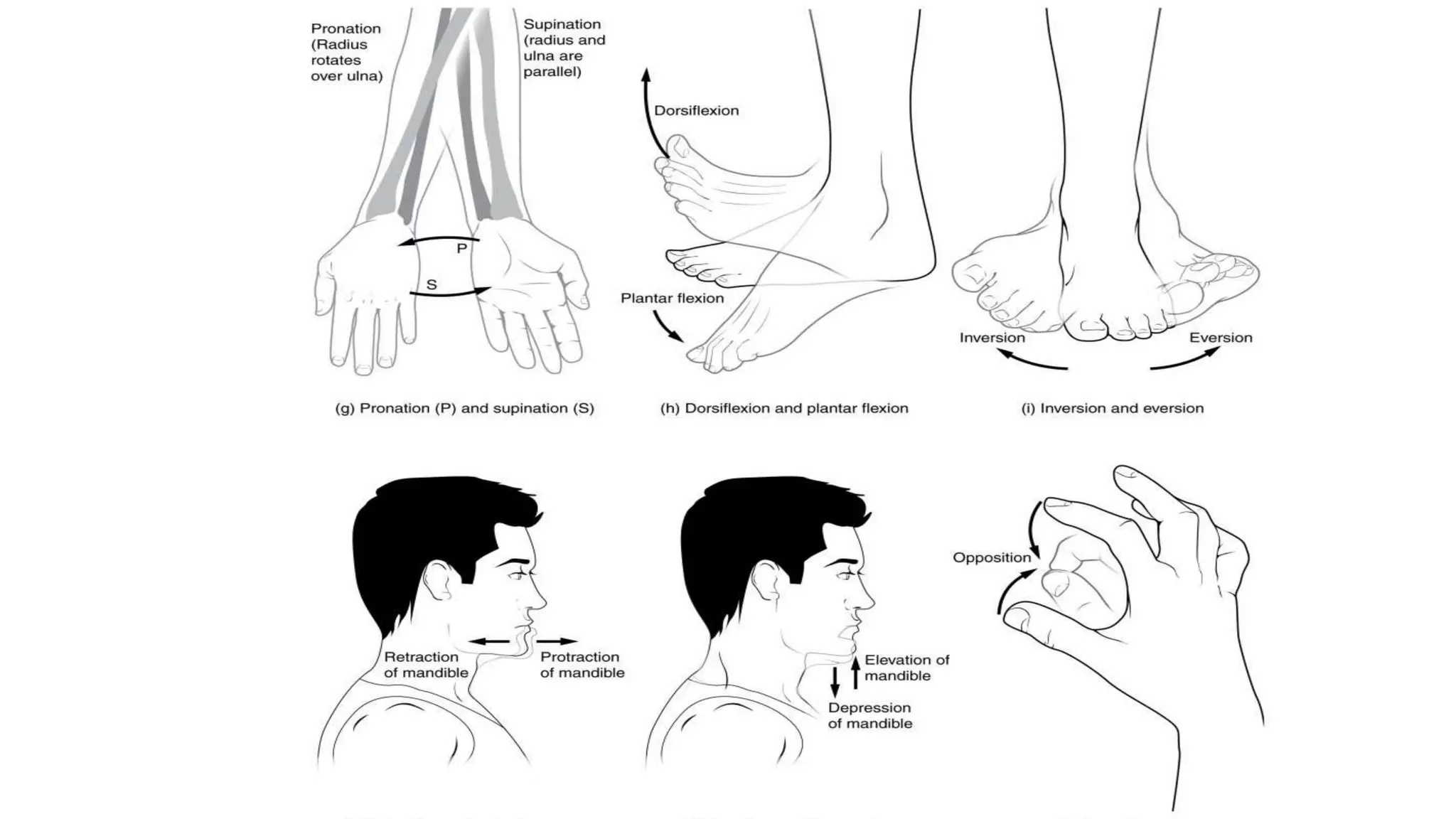 Anatomical position, descriptive and directional terms (Prof.Dalia A ...