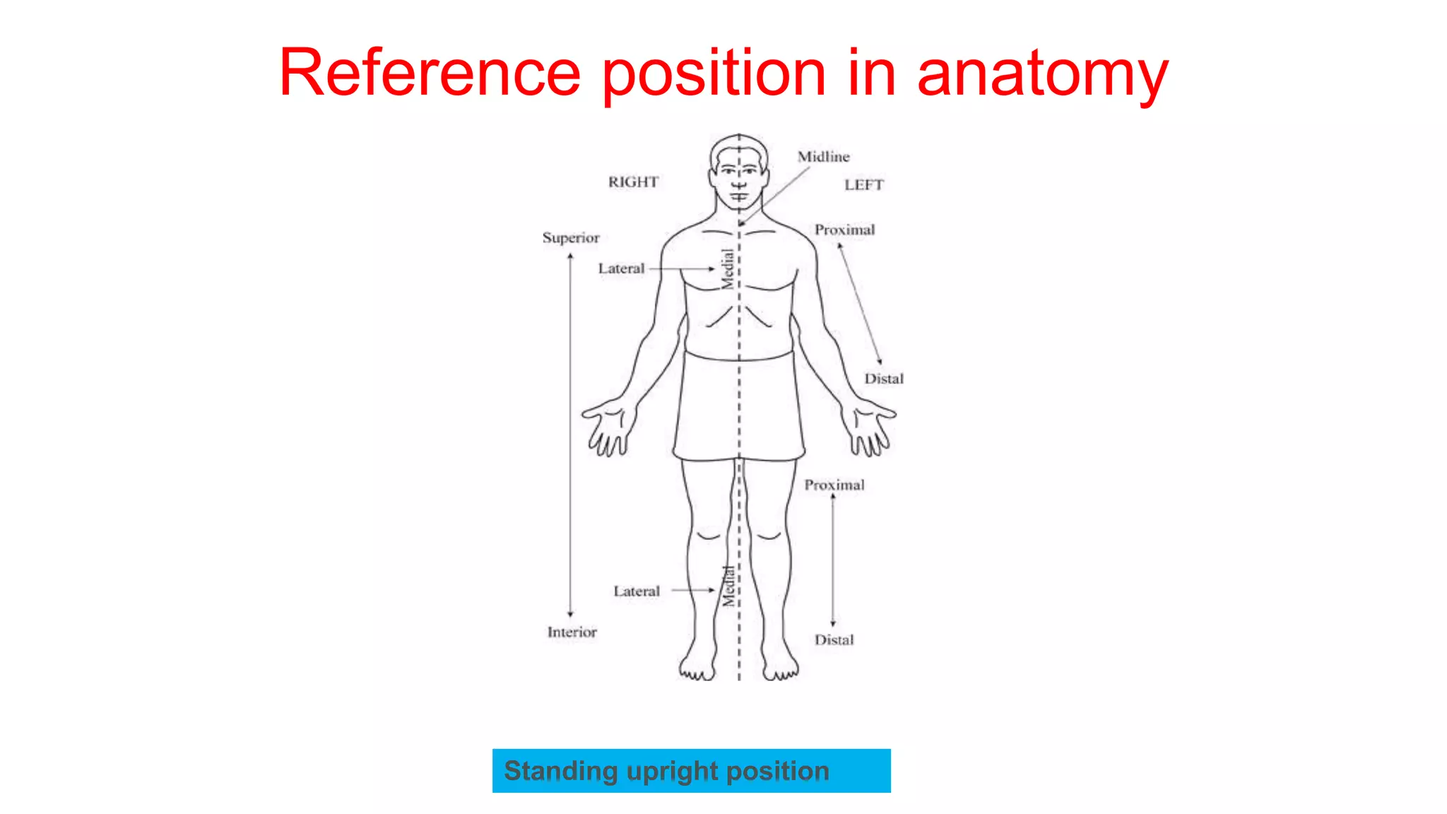 Anatomical position, descriptive and directional terms (Prof.Dalia A ...