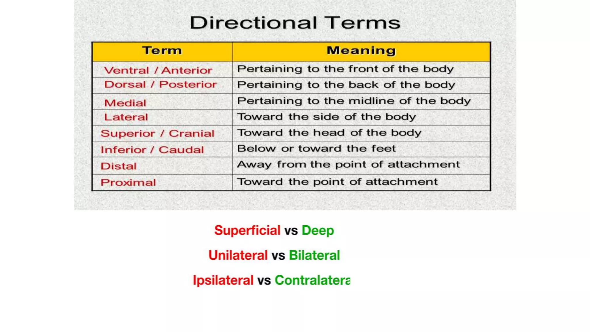 Anatomical position, descriptive and directional terms (Prof.Dalia A ...