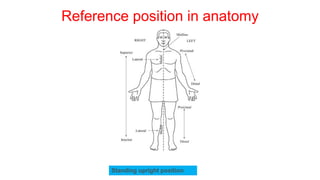 Anatomical position, descriptive and directional terms (Prof.Dalia A ...