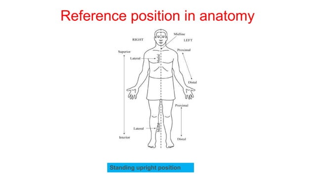 Anatomical position, descriptive and directional terms (Prof.Dalia A ...