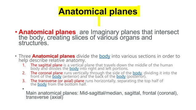 Anatomical position, descriptive and directional terms (Prof.Dalia A ...