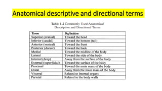 Anatomical position, descriptive and directional terms (Prof.Dalia A ...