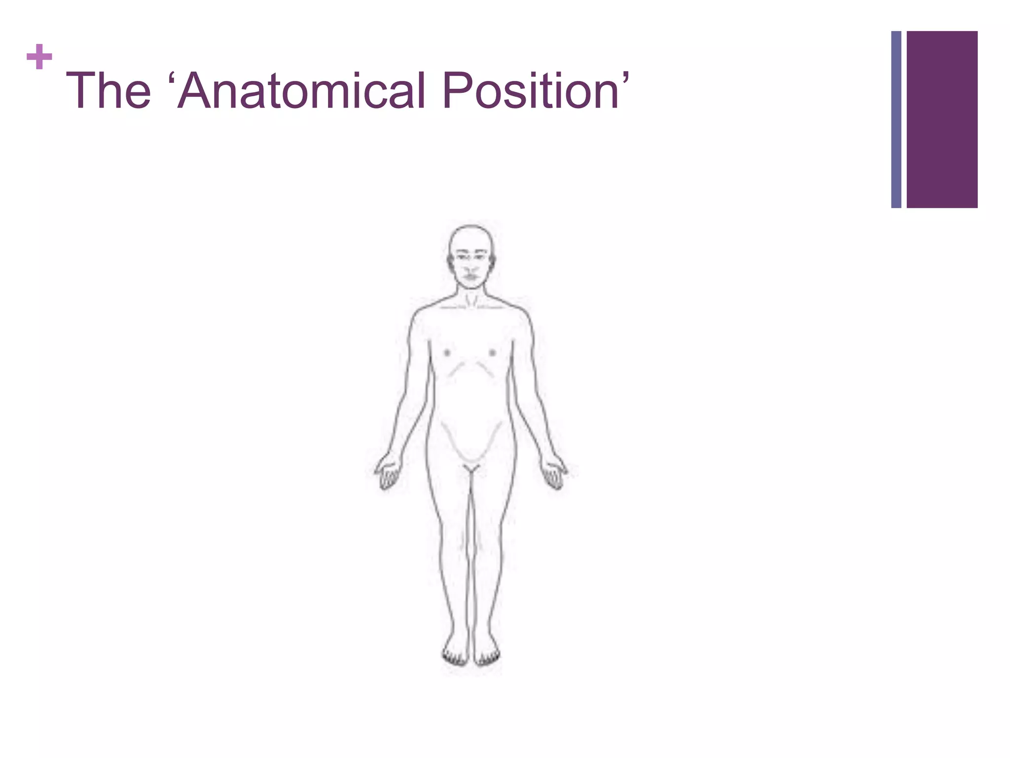 Anatomical positions | PPTX