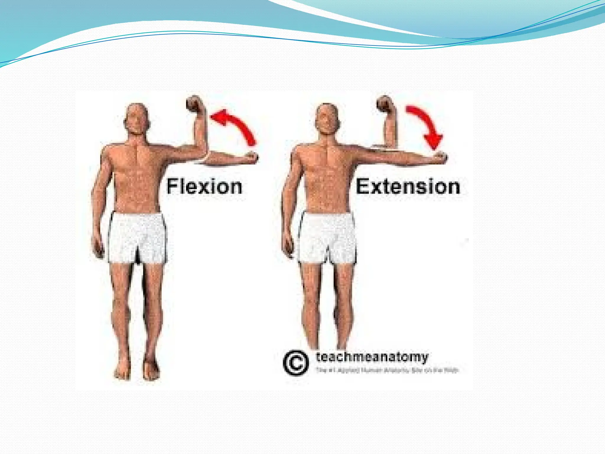 Anatomical positions and terminologies. | PPT