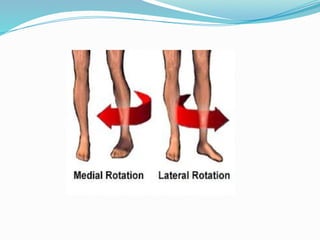 Anatomical positions and terminologies. | PPT