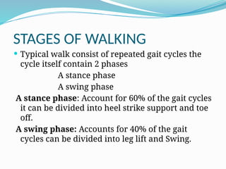Anatomical positions and terminologies. | PPT