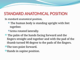 Anatomical positions and terminologies. | PPT