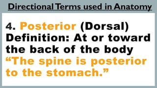 ANATOMICAL POSITIONS AND DIRECTIONAL TERMS.pptx