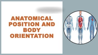 ANATOMICAL POSITIONS AND DIRECTIONAL TERMS.pptx