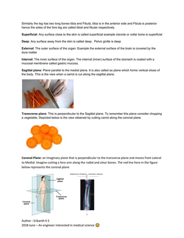Anatomical positions and examples | PDF