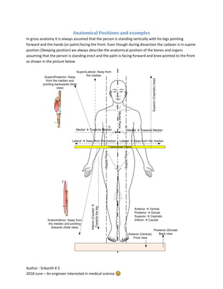 Anatomical Directions