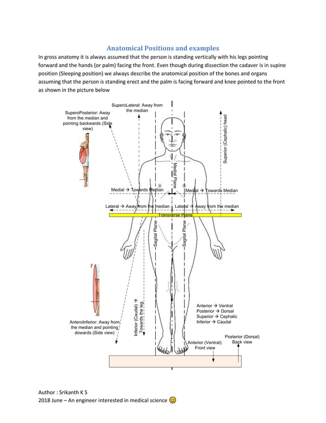 Anatomical Positions | PDF