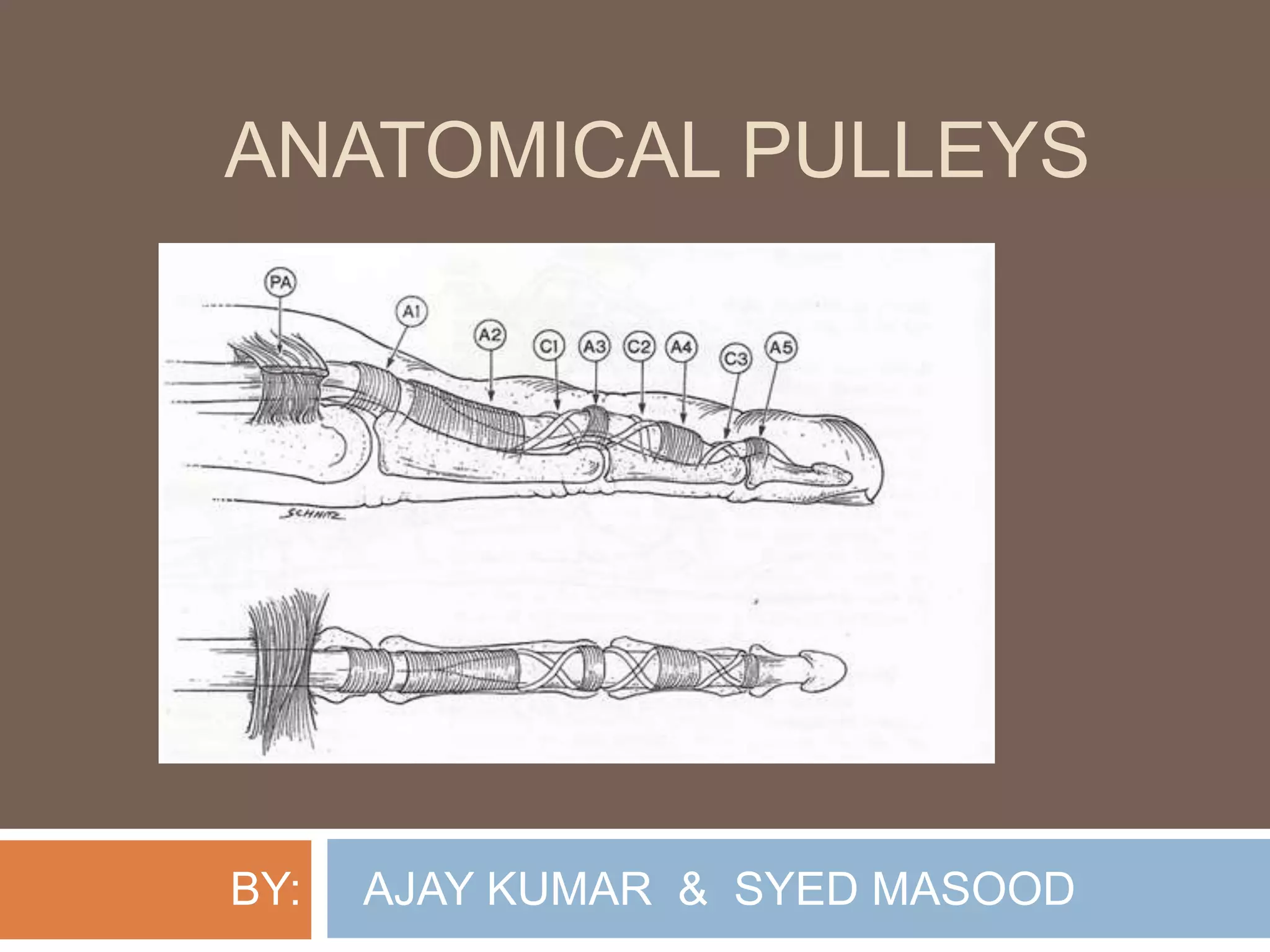 ANATOMICAL PULLEYS.ppt