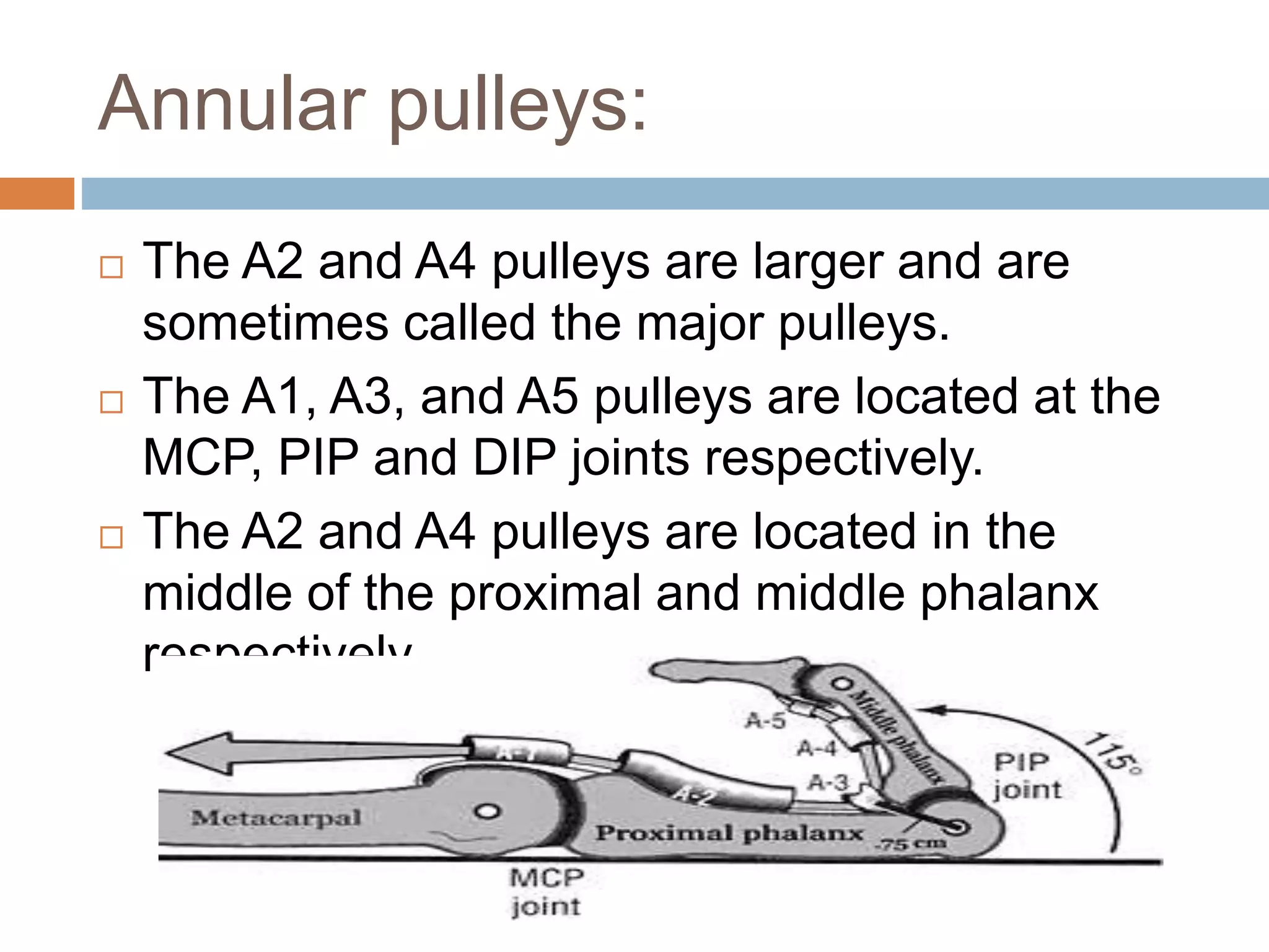 Examples Of Anatomical Pulley In Human Body at Peggy Bradley blog