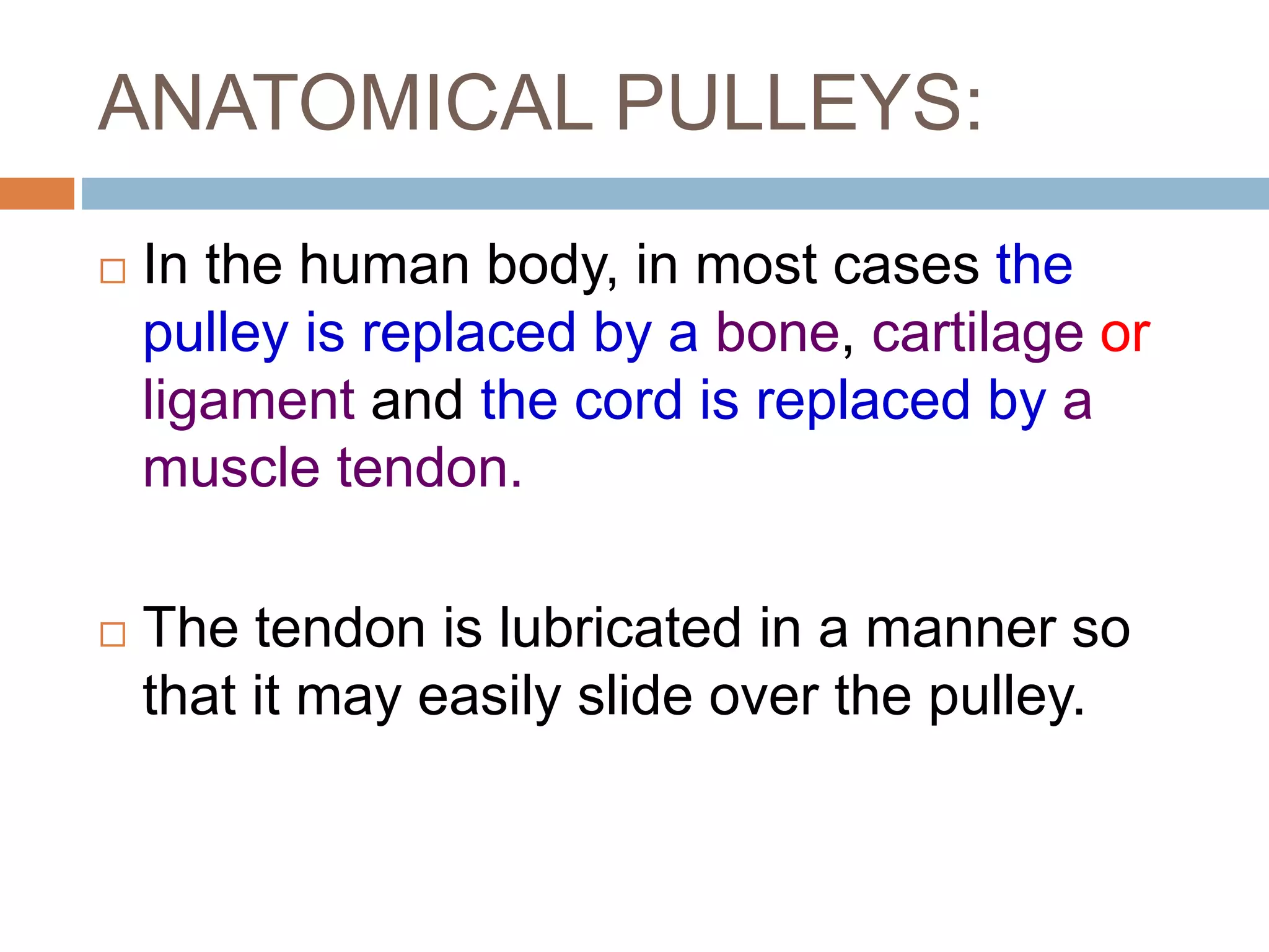 ANATOMICAL PULLEYS.ppt
