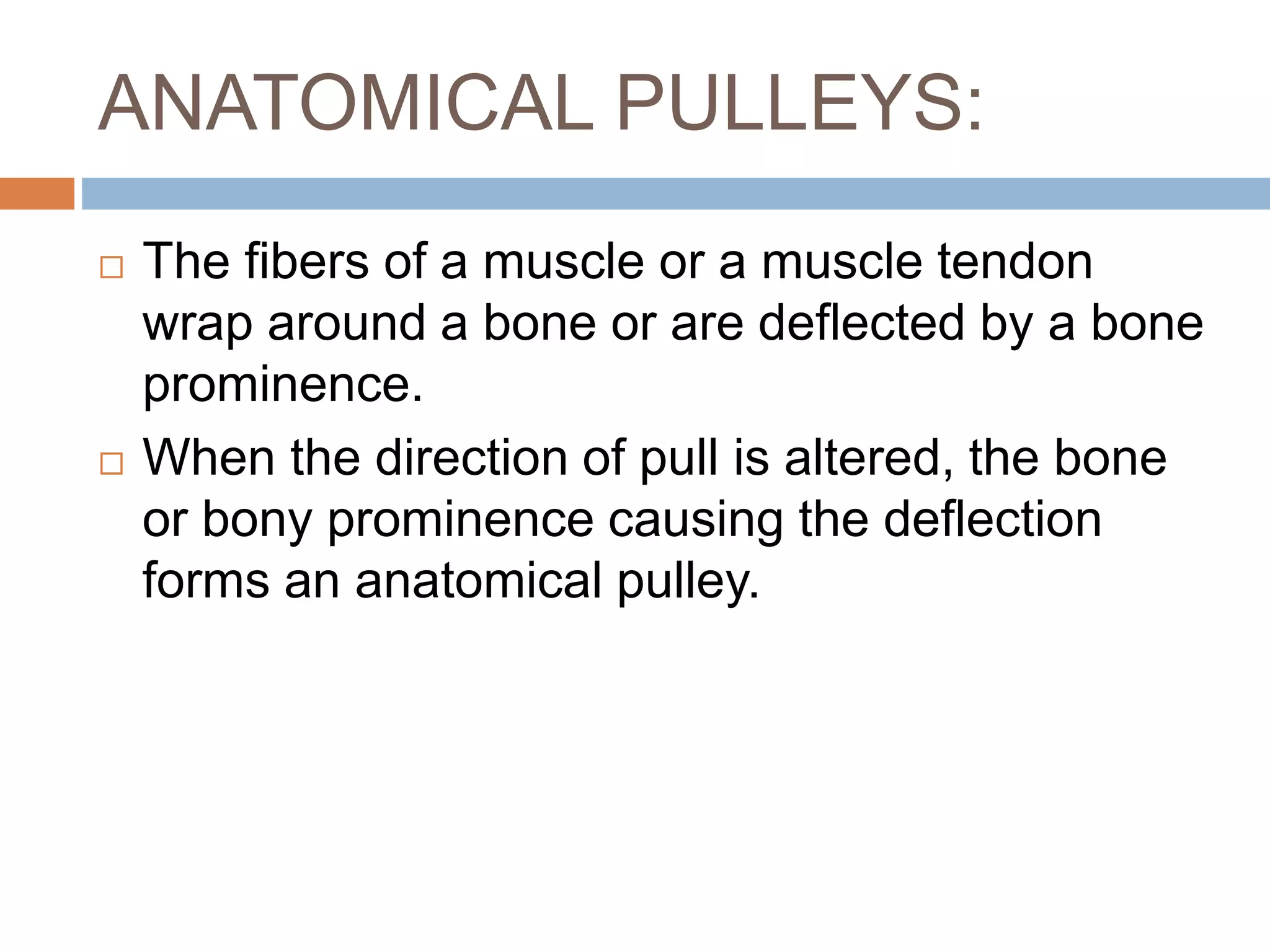 ANATOMICAL PULLEYS.ppt