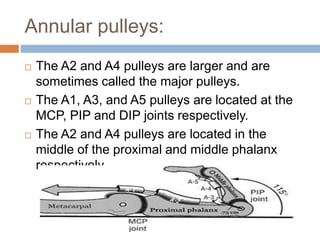 ANATOMICAL PULLEYS.ppt