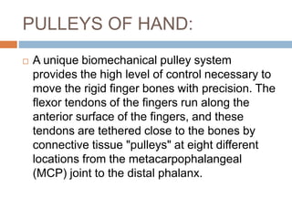 ANATOMICAL PULLEYS.ppt