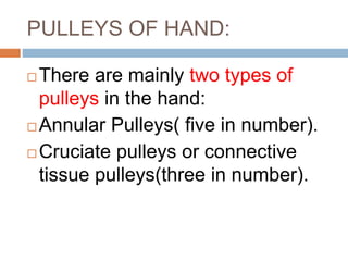 ANATOMICAL PULLEYS.ppt