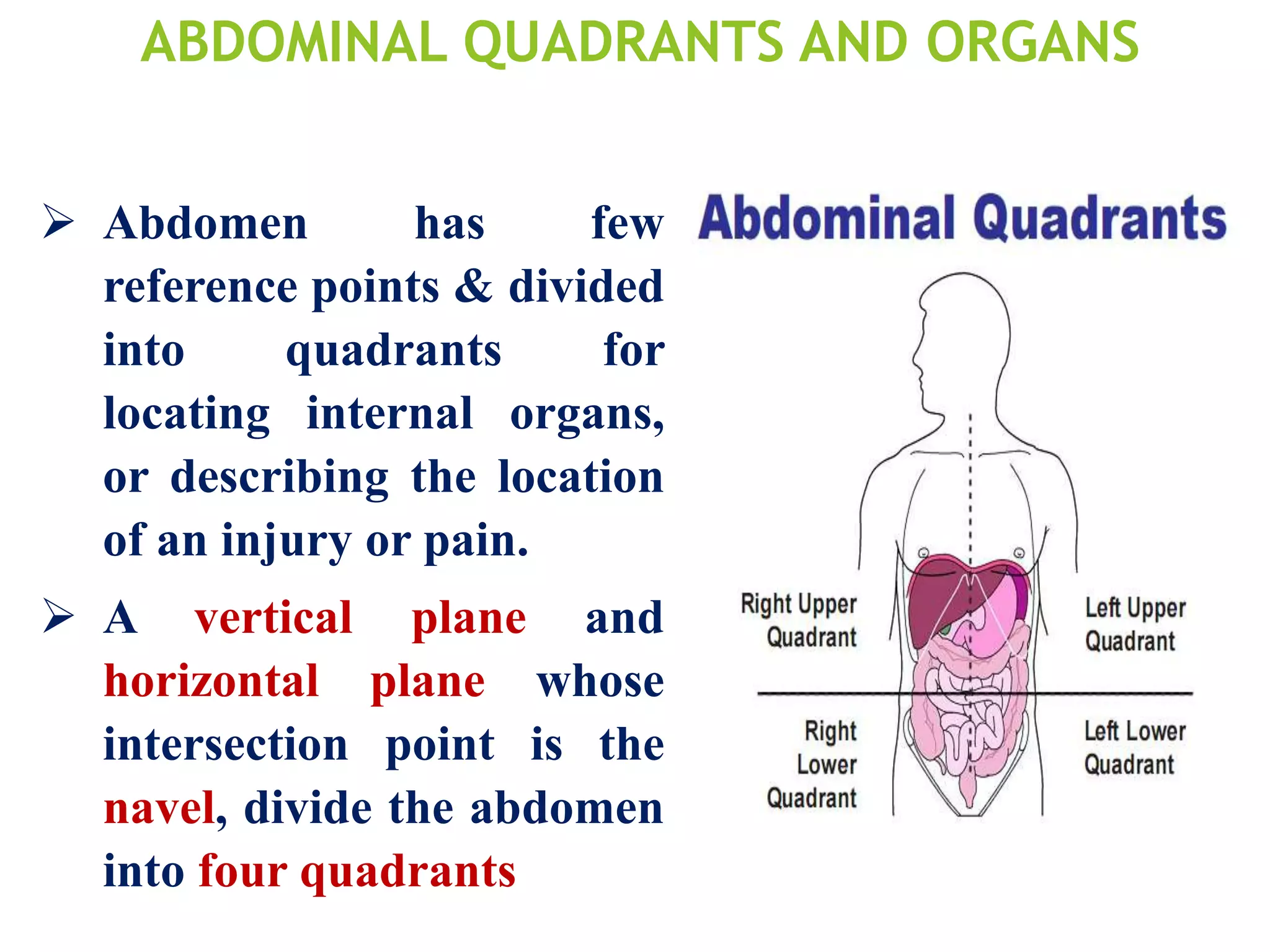 Anatomical reference-1.pptx