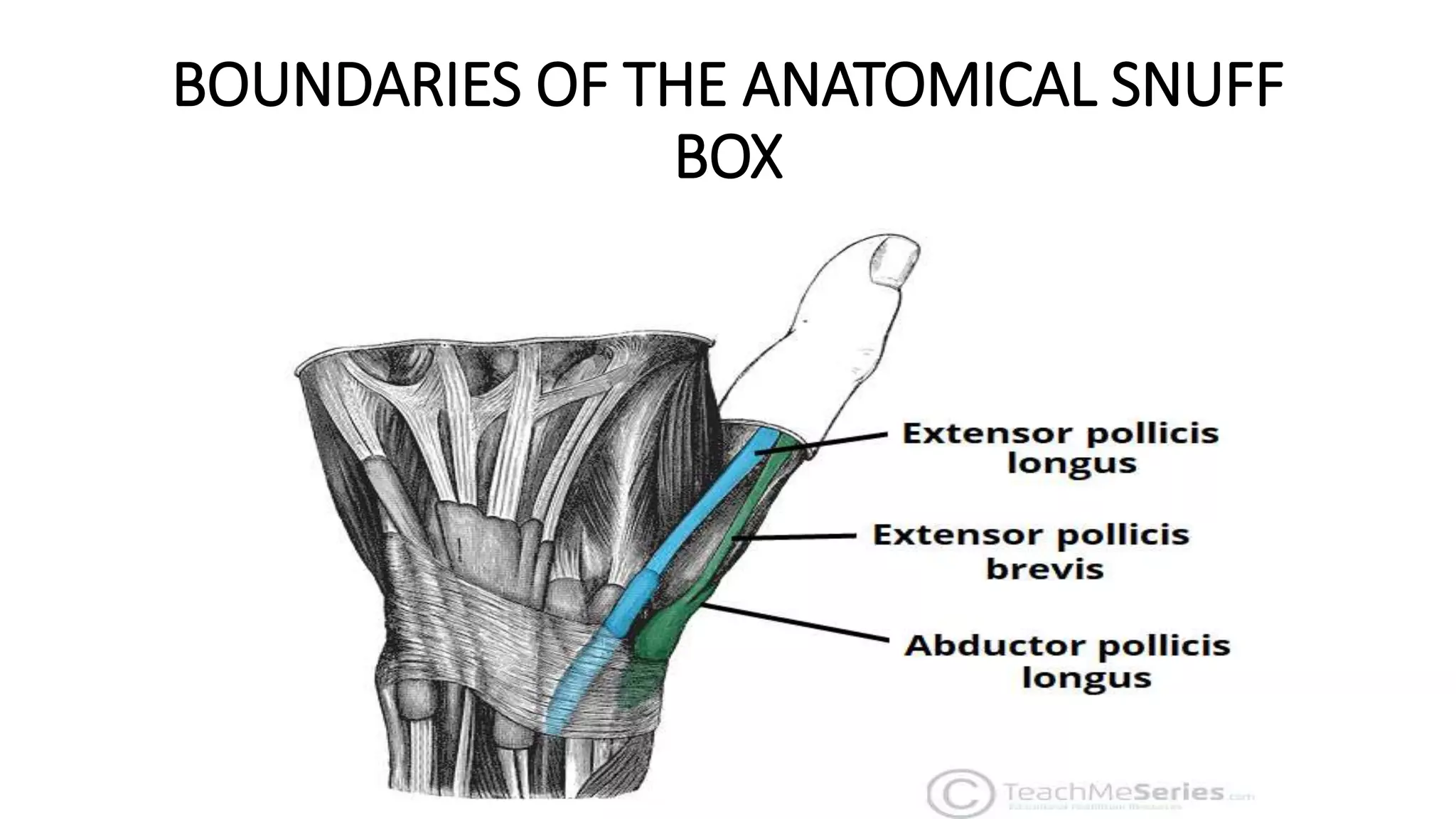 ANATOMICAL SNUFF BOX.pptx