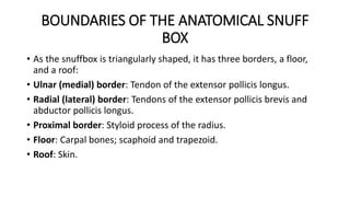 ANATOMICAL SNUFF BOX.pptx