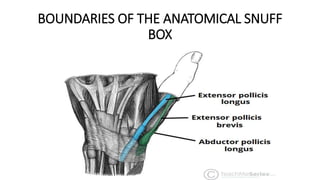 ANATOMICAL SNUFF BOX.pptx