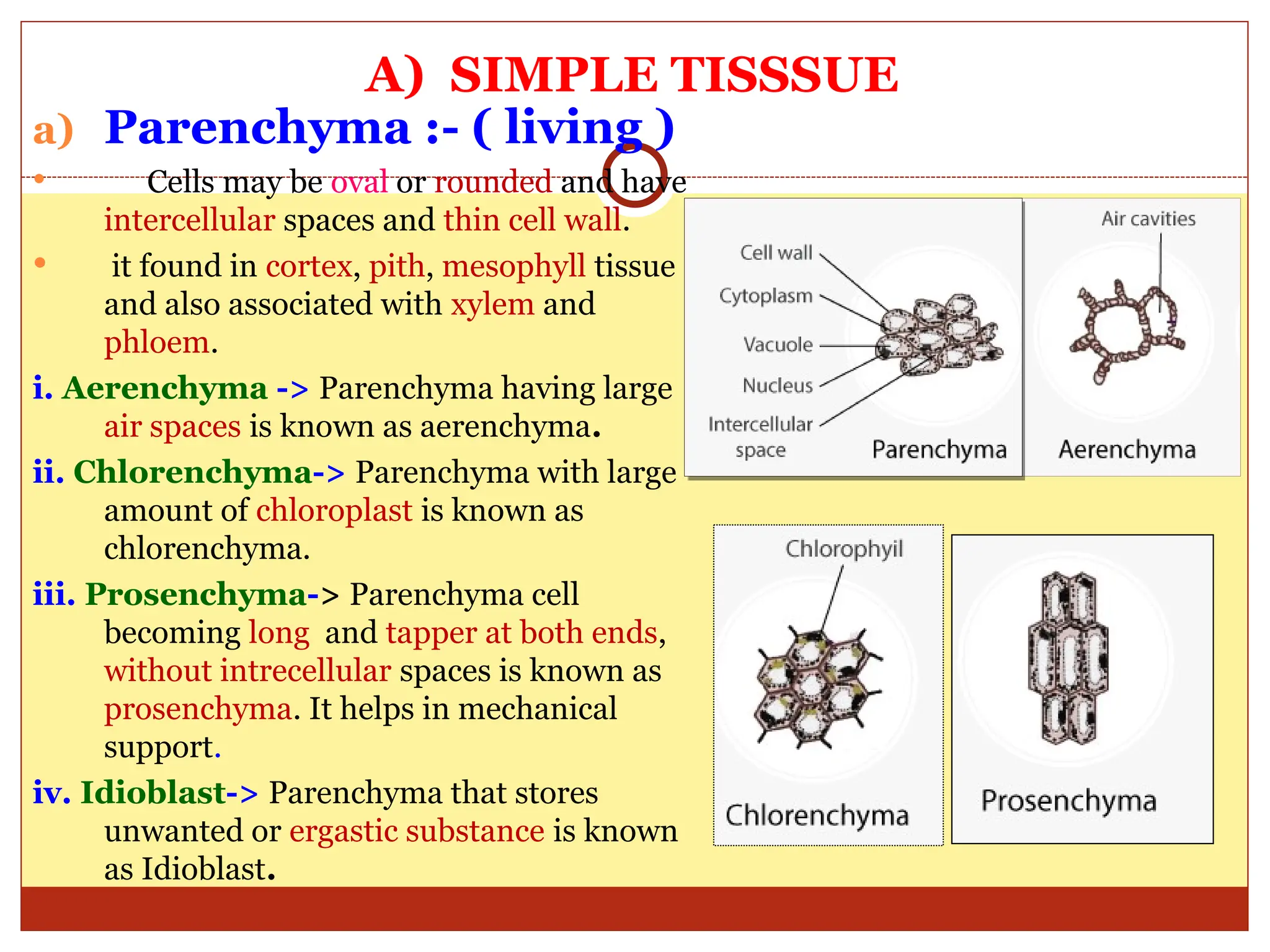 ANATOMICAL STRUCTURE OF WOOD H.S.Mahaling.ppt